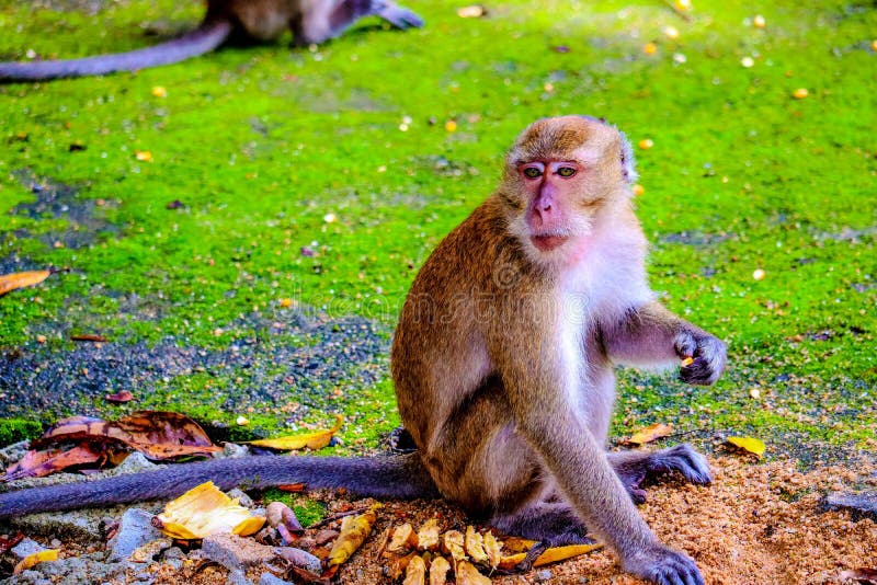 De aap eet een banaan stock foto. Image of ogen, gestreept - 145893030