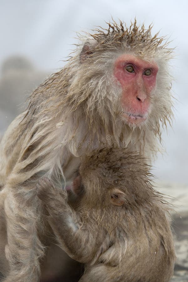 Rode Aap Uakari stock foto. Image of wild, amerika, brazilië - 8549798