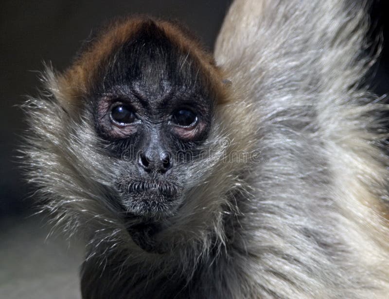 De Aap van de spin stock foto. Image of hoger, arizona - 1488086