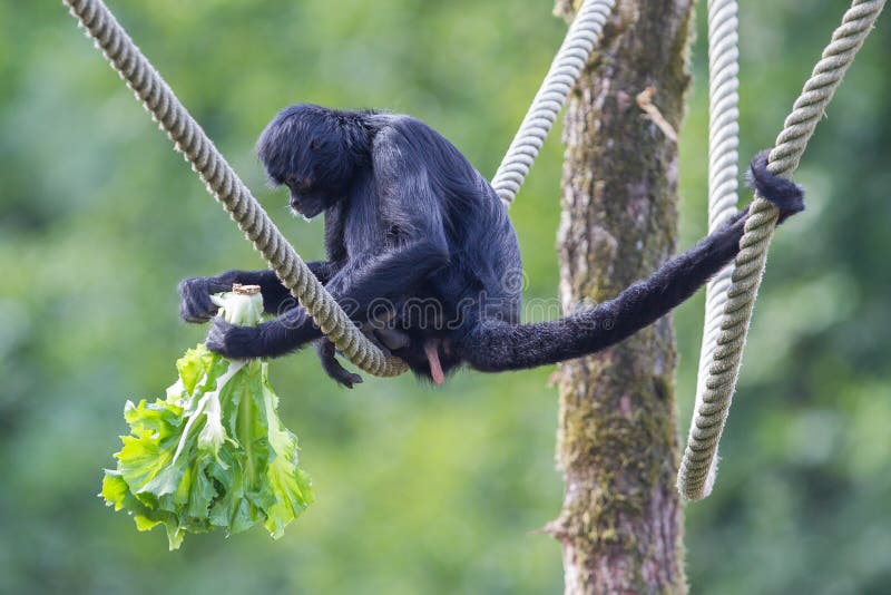 De Spinaap Van Geoffroy (Ateles-geoffroyi), Als Zwart-Hand Wordt Bekend ...