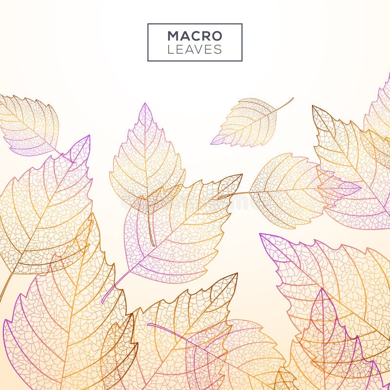 De Achtergrond Met Berk Verlaat Macrotextuur Vector Illustratie ...