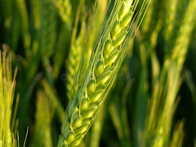 Tarweveld Tegen De Achtergrond Van Een Zonsopgang Stock Afbeelding ...