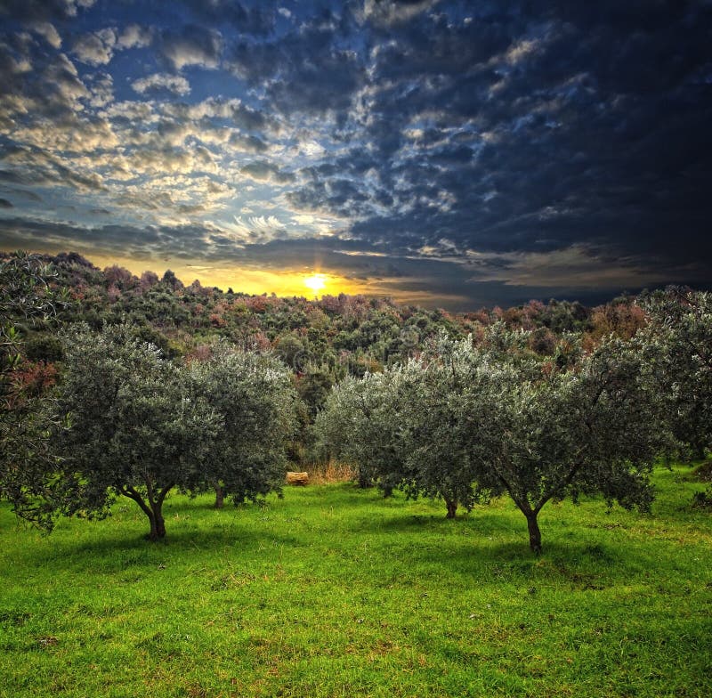 De Achtergrond Van De Olijfboom Stock Foto - Image of groot, platteland ...