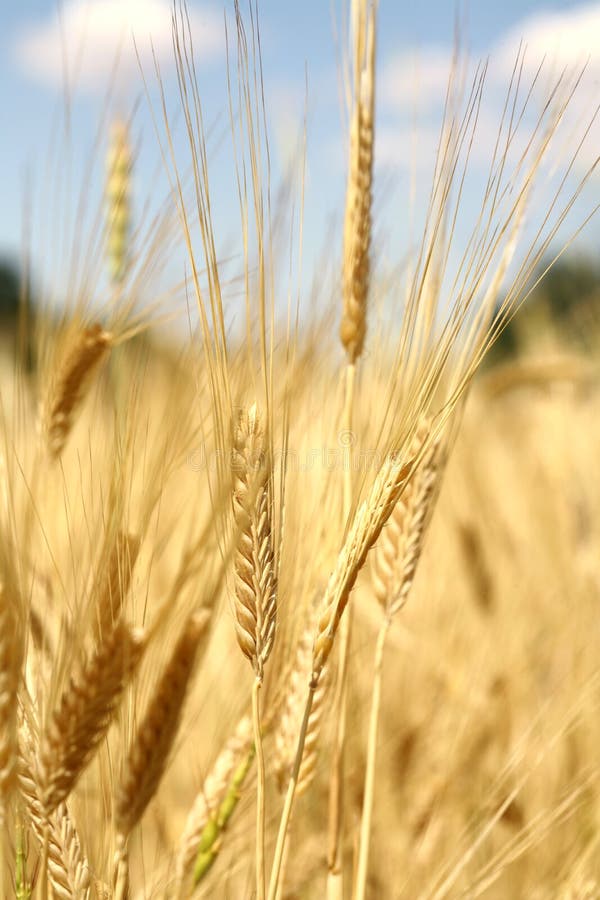 De Achtergrond Van De Tarwe Stock Foto - Image of ingrediënten, blauw ...