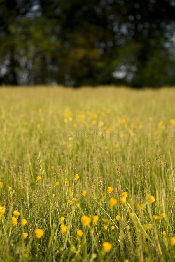 De Achtergrond Van De Weide Stock Foto - Image of groen, zomer: 5182878