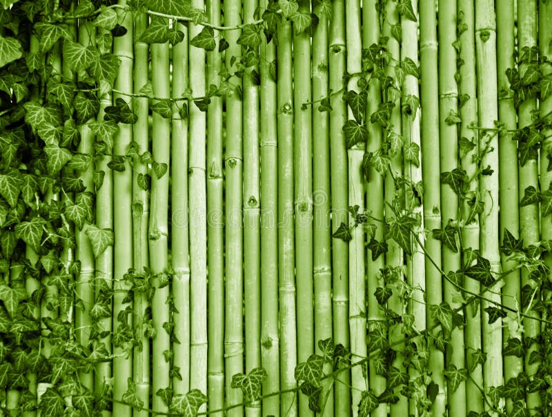 Bamboe achtergrond stock foto. Image of bamboe, gras, half - 6381854