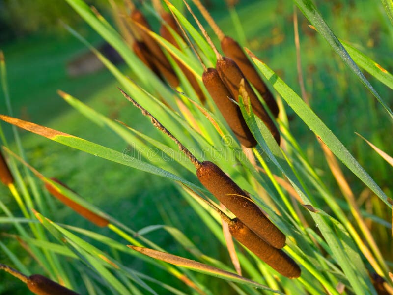 De Achtergrond Van Het Riet Stock Afbeelding - Image of vegetatie, gras ...