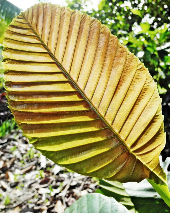 De aders stock foto. Afbeelding bestaande uit cultiveer - 29149910