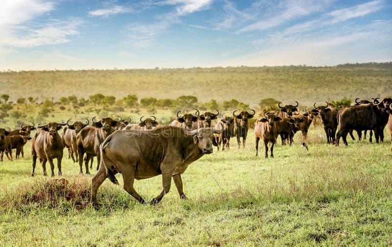 De Afrikaanse Buffel in Murchison Valt Nationaal Park, Oeganda Stock ...