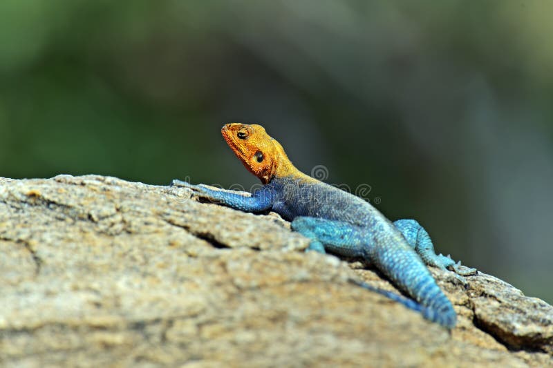 De Afrikaanse Hagedis Van De Regenboog Stock Afbeelding - Image of ...