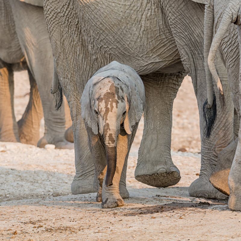 Baby Afrikaanse Olifant 36 stock afbeelding. Image of afrika - 107493881