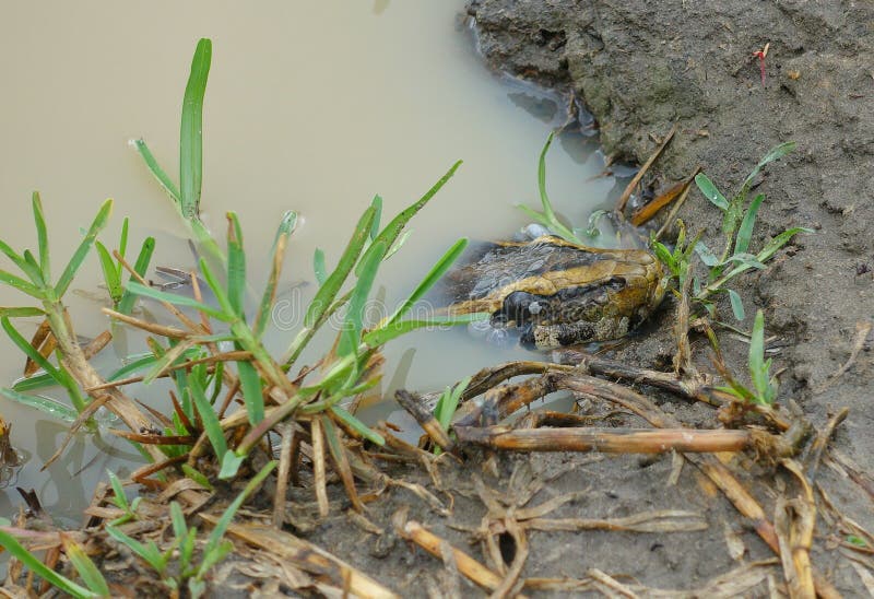 De Afrikaanse Python Van De Rots Stock Foto - Image of ondergedompeld ...
