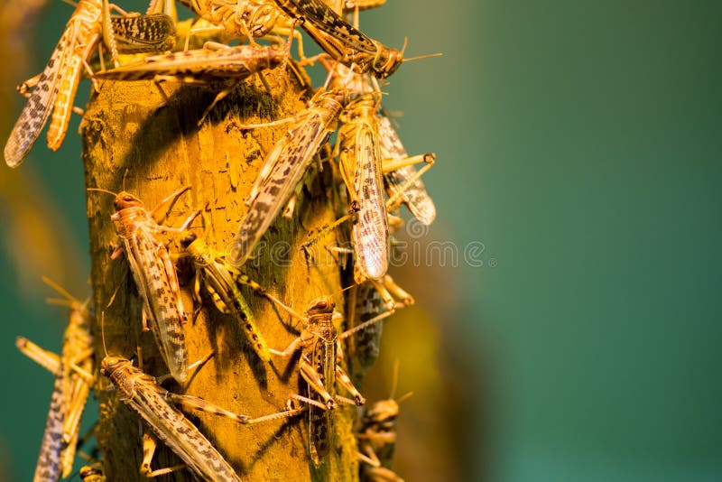 De Afrikaanse Sprinkhaan Van De Woestijn Stock Foto - Image of ...