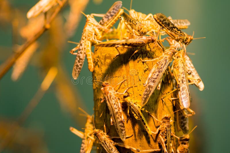 De Afrikaanse Sprinkhaan Van De Woestijn Stock Afbeelding - Image of ...