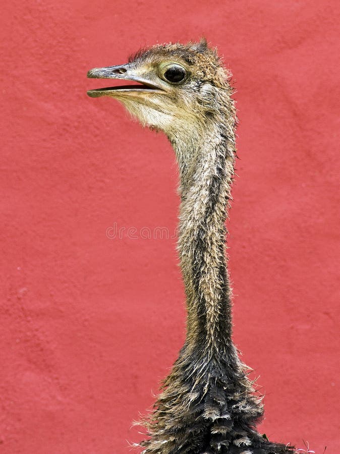 De Afrikaanse Struisvogel Van De Baby Stock Afbeelding - Image of fauna ...