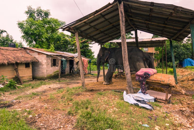 25 De Agosto De 2014 - Ciudad Rural De Sauraha, Nepal Foto editorial ...