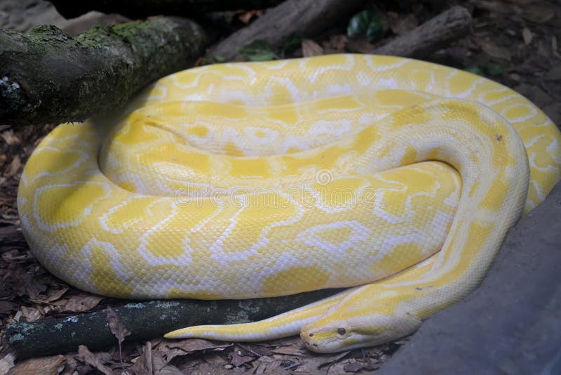 De Slang Van Albino Python Zit Achter Een Ontastbaar Glas in Een Dierentuin, Dicht Bij Elkaar ...