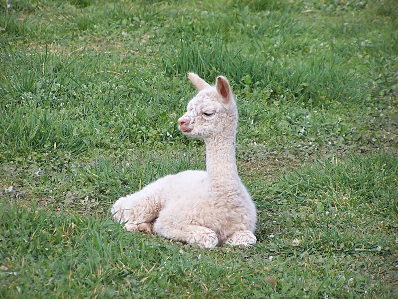 De alpaca van de baby stock foto. Image of baby, wild - 3158092