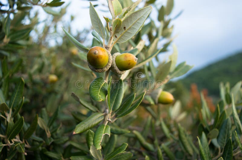 De Altijdgroene Eik (Quercus Ilex) Stock Afbeelding - Image of ...