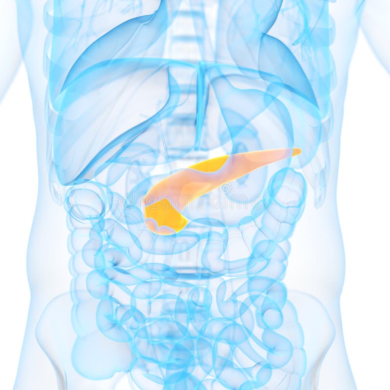 Pijn In Lever, Het Concept Van De Leverziekte Menselijke Lever Met Het ...