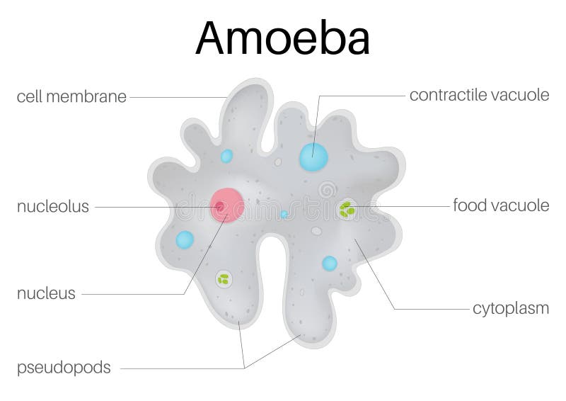 Amoeba Diagram vector illustratie. Illustration of samentrekbaar - 31976112