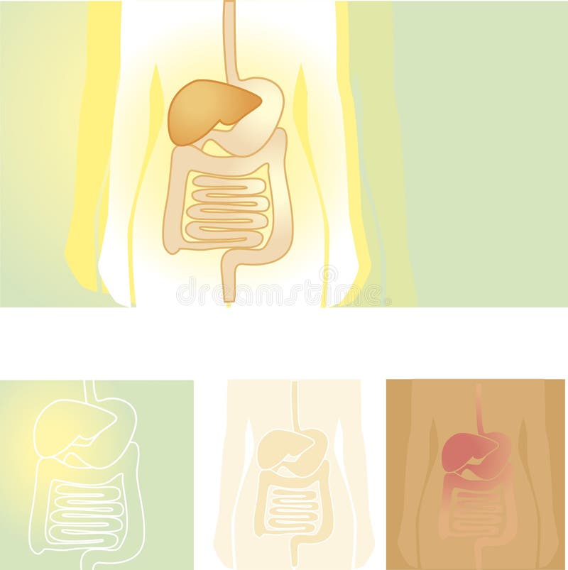 Leveranatomie stock illustratie. Illustration of regeling - 23732327