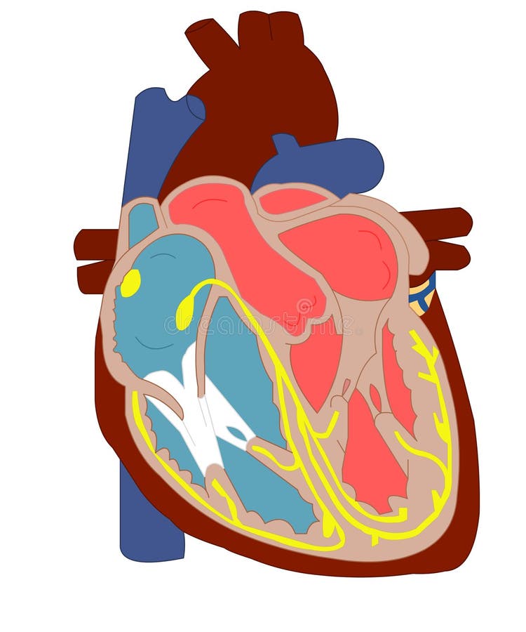 Anatomie Van Het Menselijk Hart. Educatief Diagram Met De Doorbloeding ...