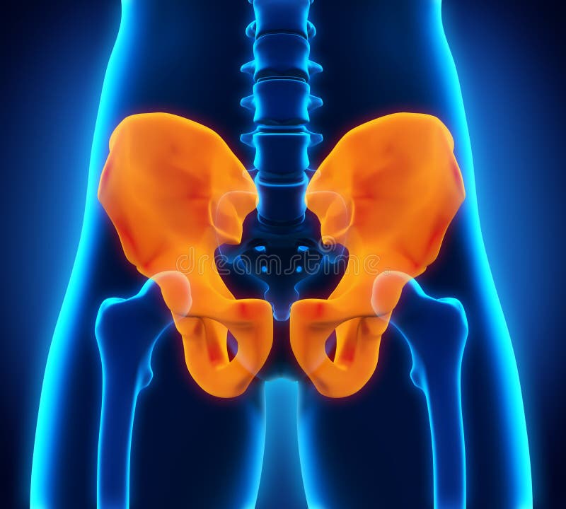Heup/Sacrum/Schaambeen/Ischium/Ilium - Anatomiebeenderen Stock ...