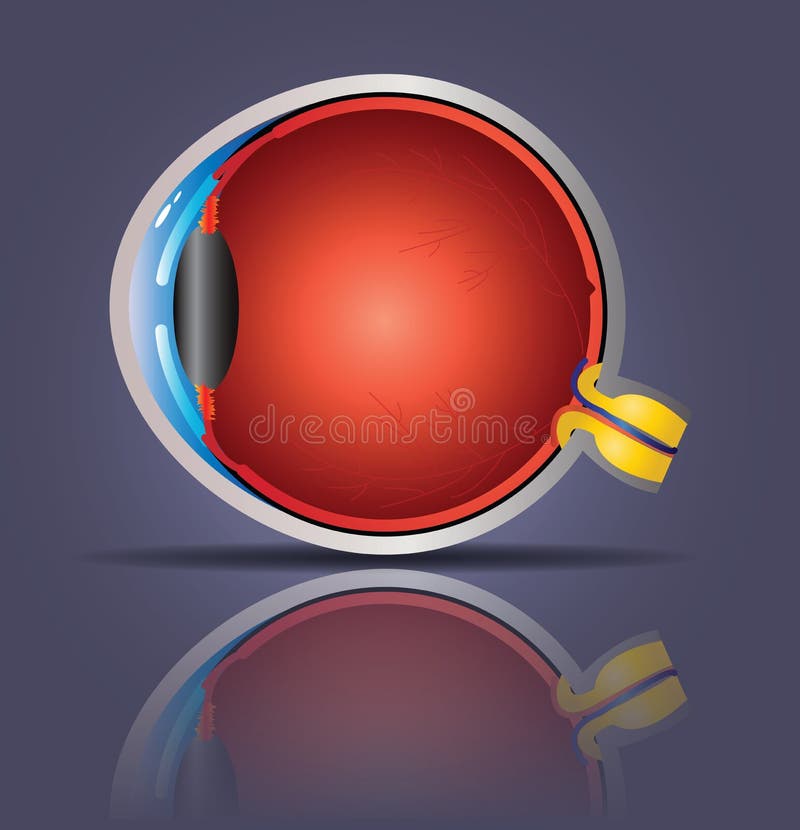 De anatomie van het oog vector illustratie. Illustration of geïsoleerd ...