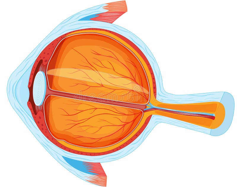 De anatomie van het oog stock illustratie. Illustration of tekening ...