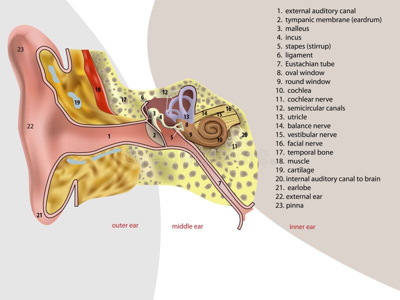 Menselijke ooranatomie vector illustratie. Illustration of luisteren ...