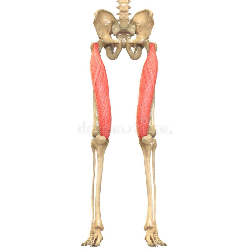 Humane Rectus Abdominis Spieren Op Skelet Stock Illustratie ...