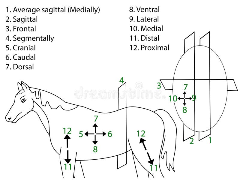 Kroppens Anatomiska Områden Vektor Illustrationer - Illustration av ...
