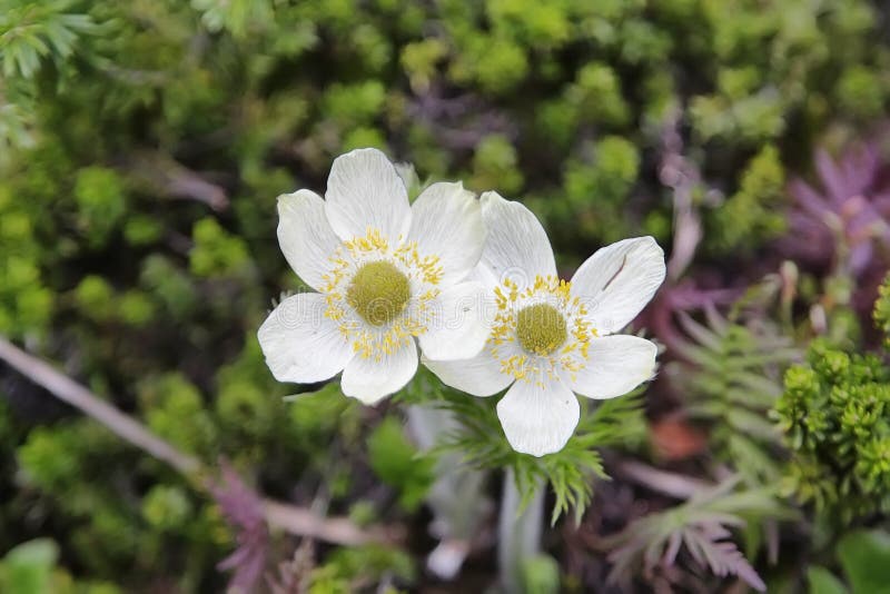 Canadese anemoon stock afbeelding. Image of genaturaliseerd - 39478217