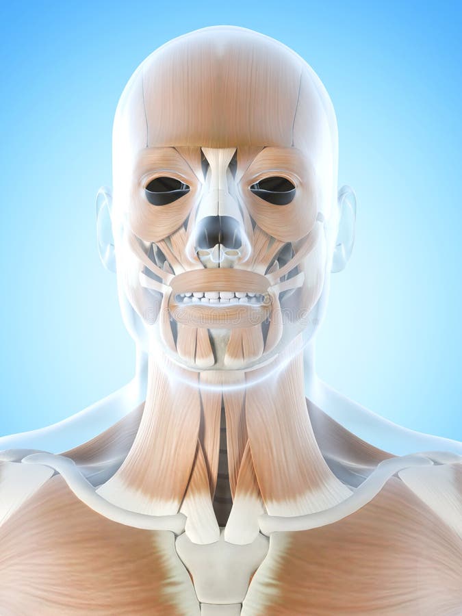 Mänsklig Anatomi För Ansikts- Muskler Stock Illustrationer ...