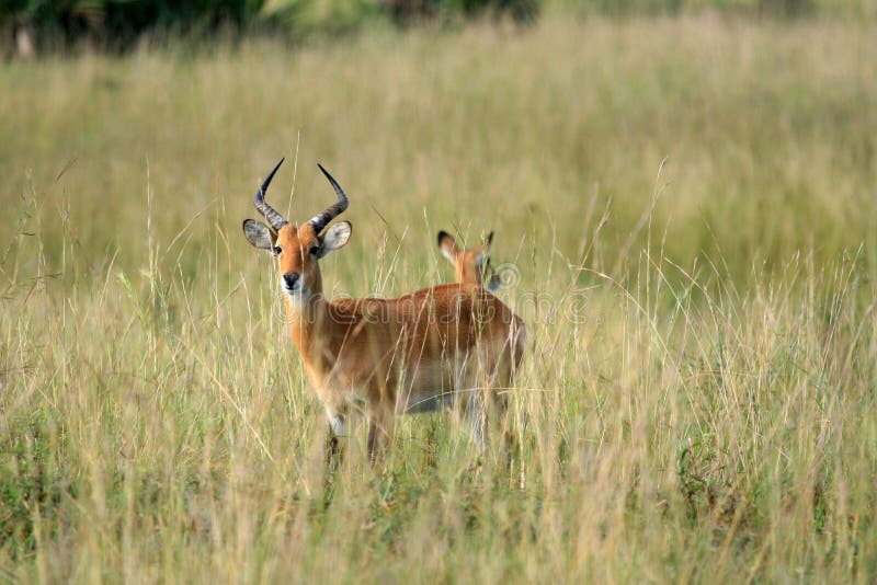 De Antilope Van De Impala - Serengeti, Tanzania, Afrika Stock ...