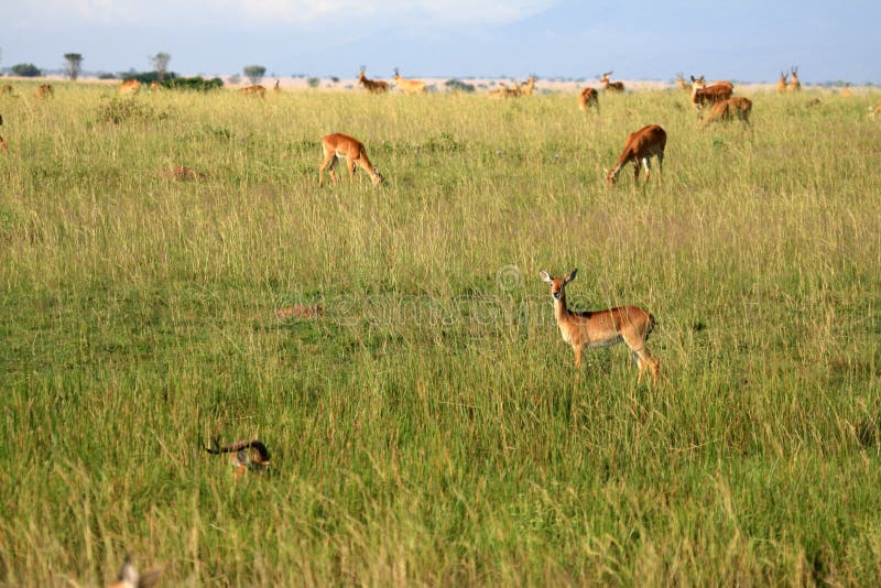 De Antilope Van De Impala - Serengeti, Tanzania, Afrika Stock ...