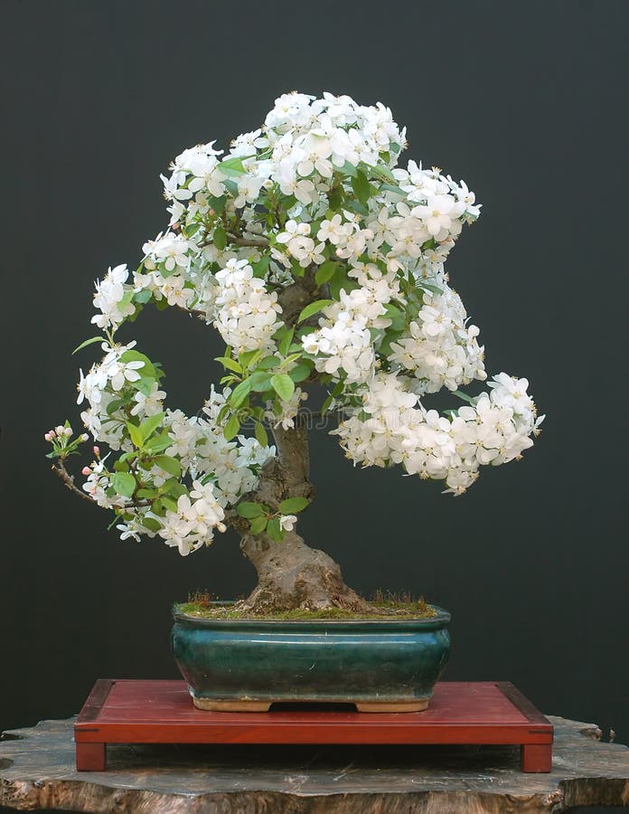 De Bonsai Van Euonymus Met Bessen Stock Foto - Image of bonsai, boom ...