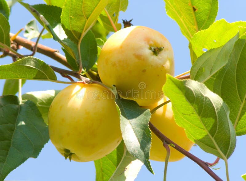 Vruchtappels aan een tak stock afbeelding. Image of appelen - 7145583