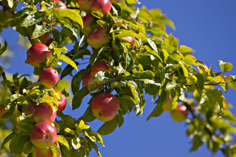 Gouden - Heerlijke Apple-Boom Stock Foto - Image of appel, appelen ...
