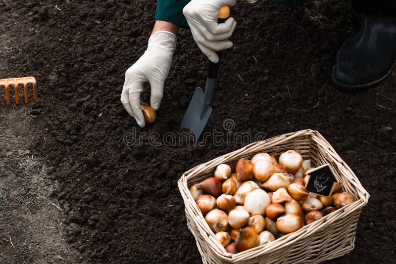 De Tulpenbollen Sloegen in De Dozen Op, Maakten En Bereidden Bollen ...