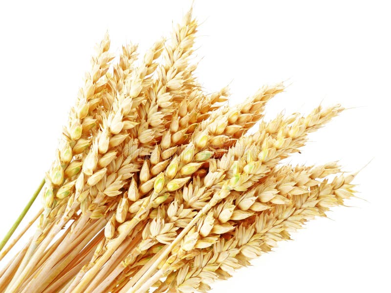 De aren van de tarwe stock afbeelding. Afbeelding bestaande uit brood ...