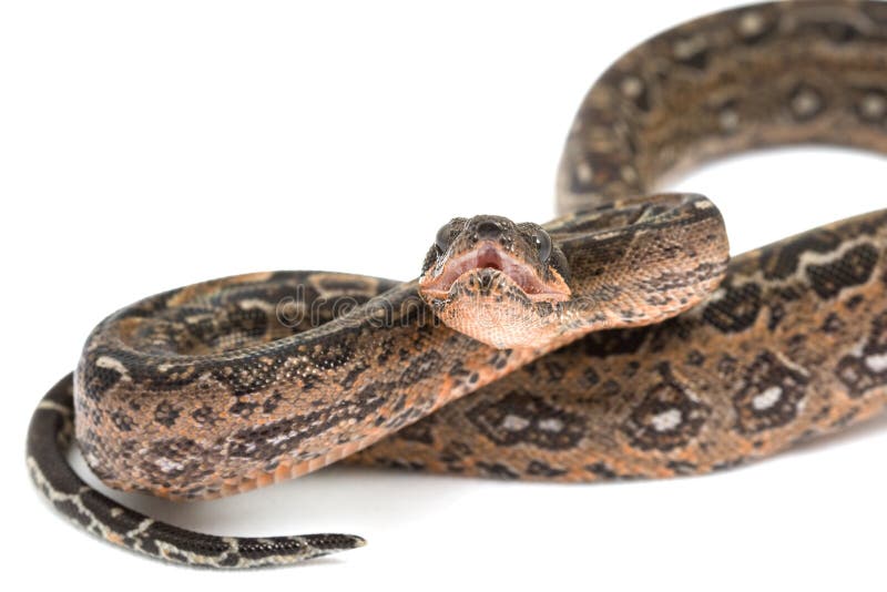 De Argentijnse Boa Van De Luipaard Stock Afbeelding - Image of biologie ...