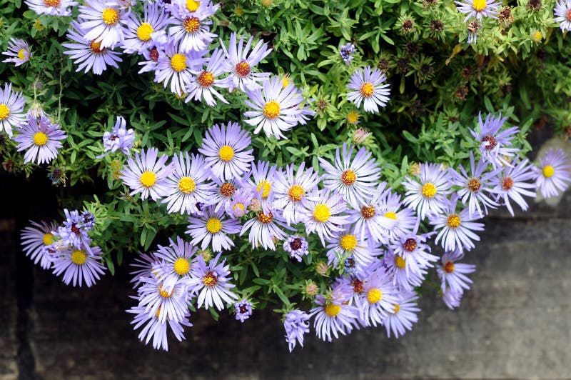 Blauwe, Purpere, Gele, Rode Anjer Stock Foto - Image of bloeien, kleur ...