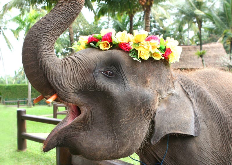 Baby Aziatische olifant stock foto. Image of aziatisch - 2618894