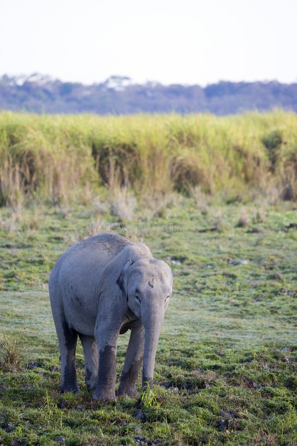 De Aziatische Olifant Van De Baby Stock Afbeelding - Image of laag ...