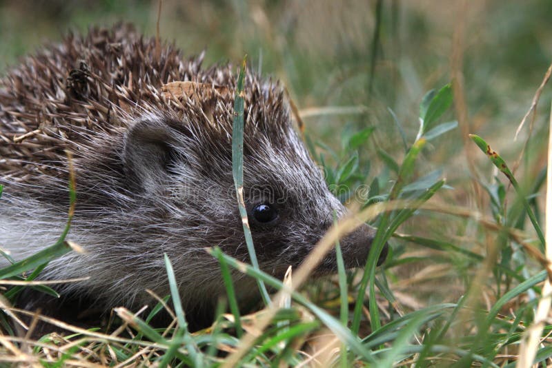 De baby van de egel stock afbeelding. Image of jong, nave - 28515599