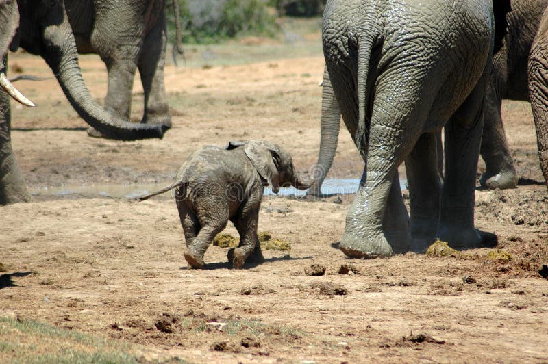 De baby van de olifant stock afbeelding. Image of babys - 1234069