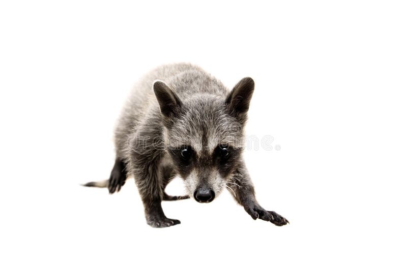 Wasbeer (Procyon-lotor) Op De Witte Achtergrond Stock Foto - Image of ...