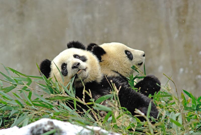 De Babypanda's Eten Bamboe in Bifengxia Stock Afbeelding - Image of ...